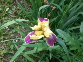 De la mine din ograda