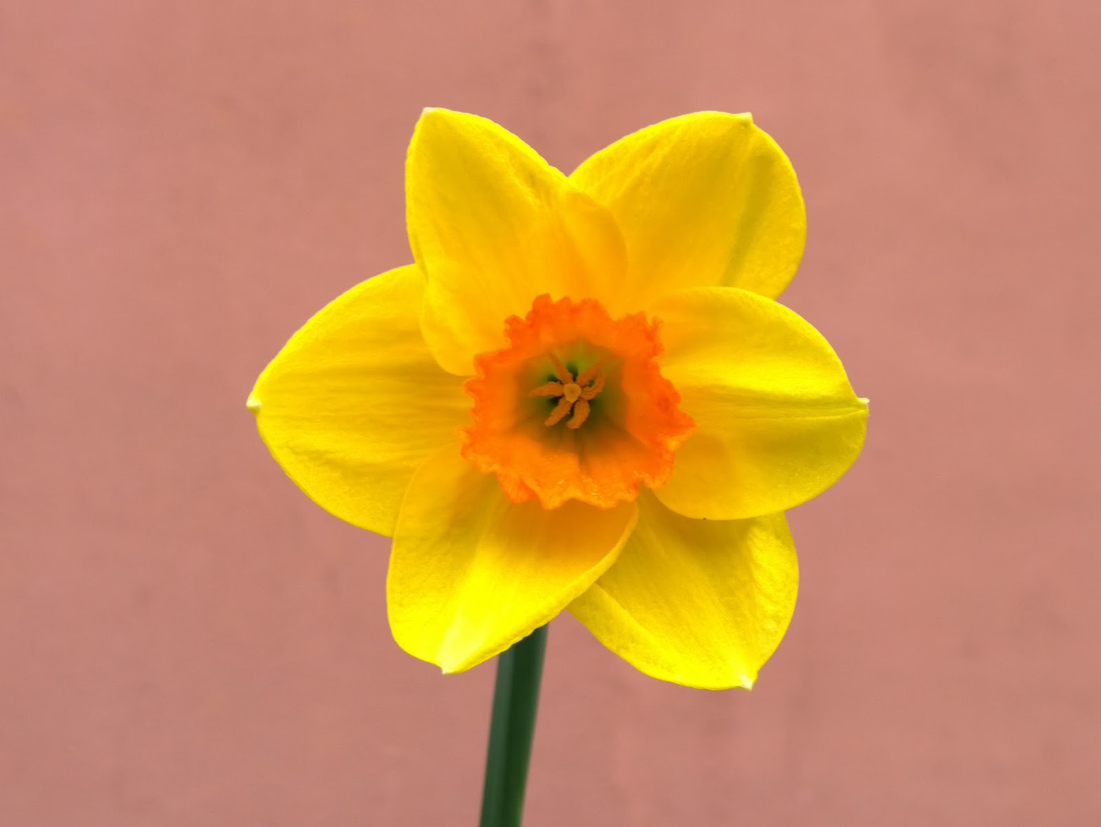 Manni tegemised: Tervitussõnumit kandev lill- nartsiss