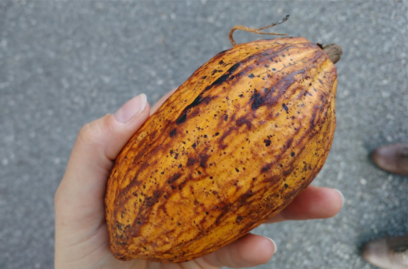 erva cidreira: cacau: o fruto do cacaueiro