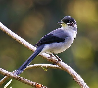 Birds of the World: Black-headed sibia