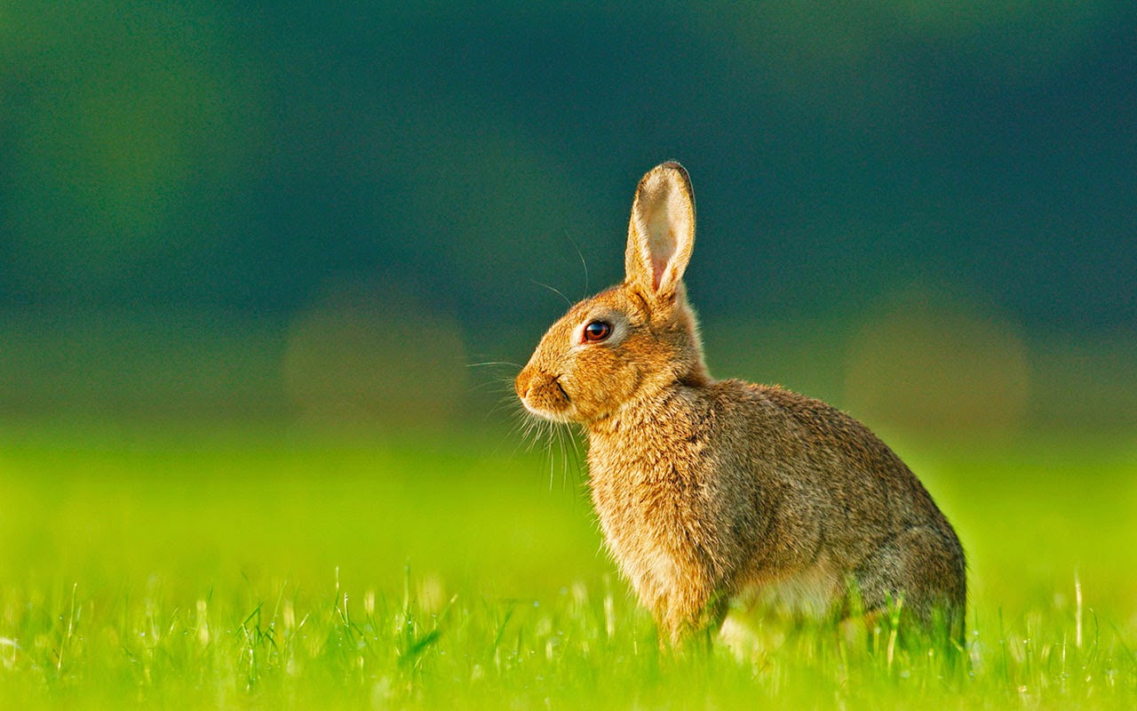 Lovable Images: Download Rabbits Pictures || Beautiful rabbit hd ...