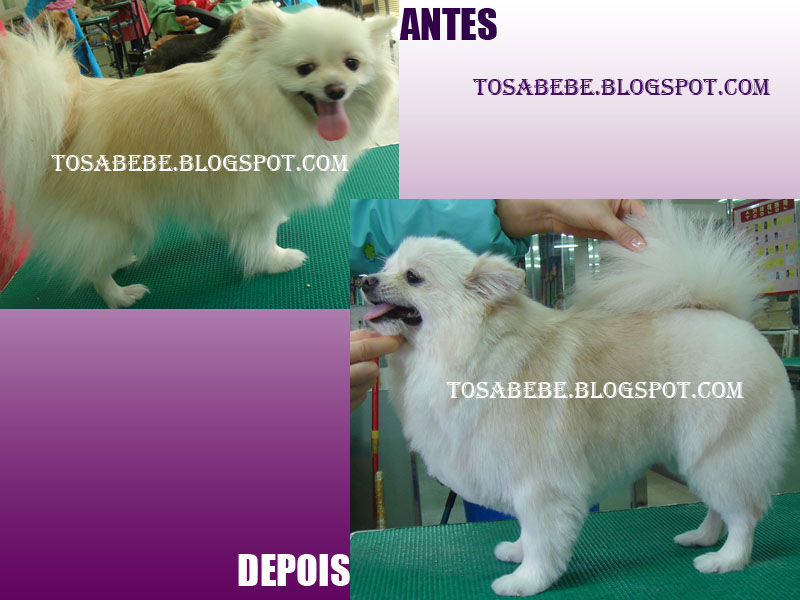 TOSA BEBÊ - TOSA VERÃO - TOSA TESOURA -TOSA PORTO ALEGRE: TOSA SPITZ ...