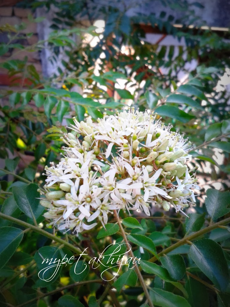 My Petak Hijau: Berjambak-jambak bunga karipole