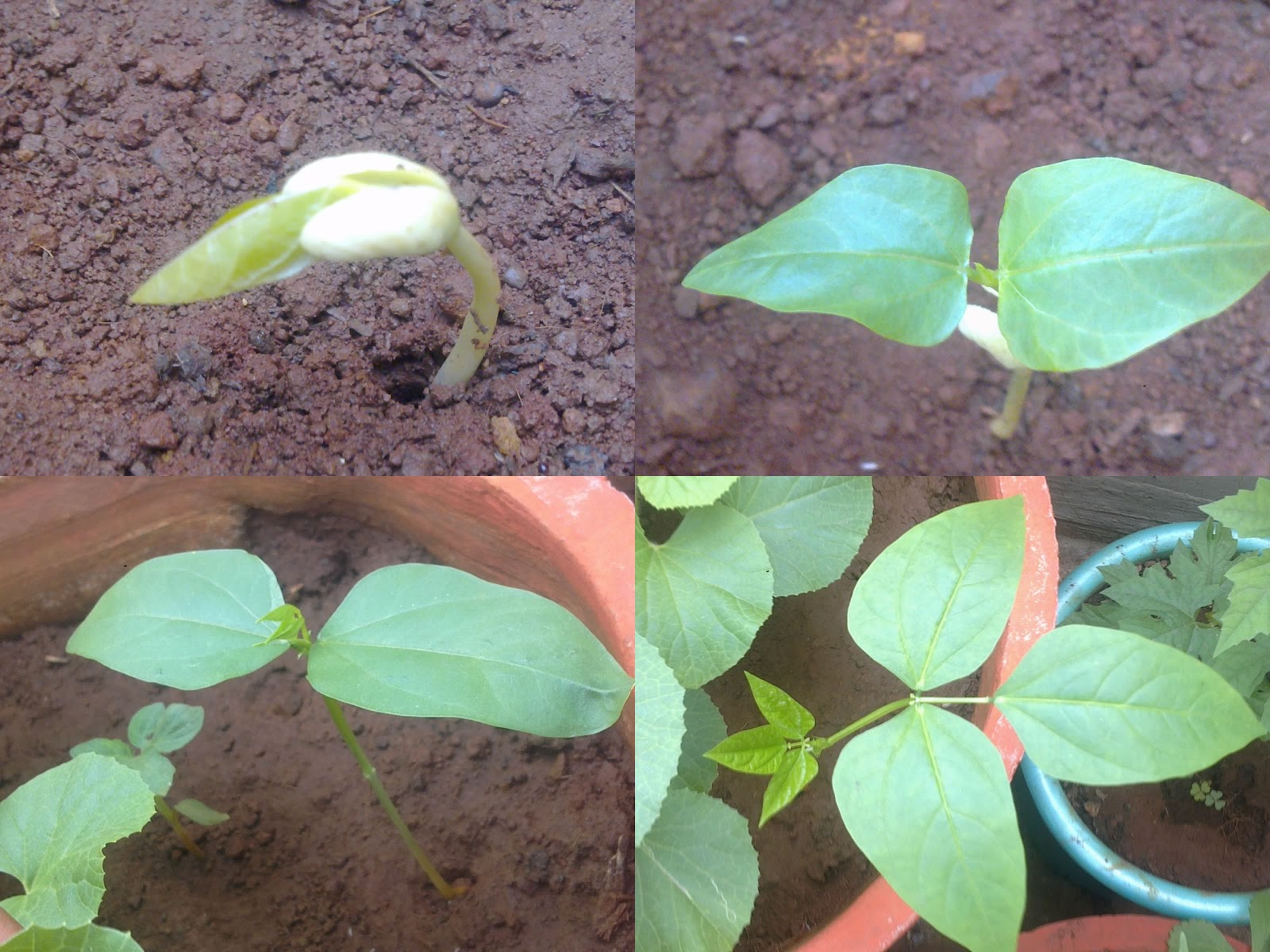 Plants Growing In My Potted Garden.: How To Grow and care for Yardlong ...