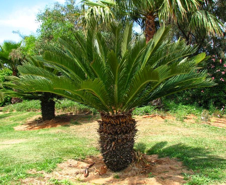 Home And Garden : Cycas Palm