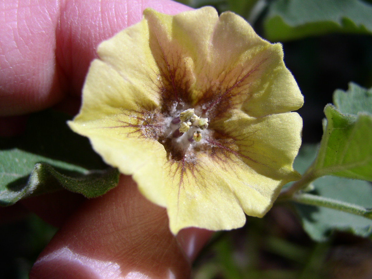 Physalis pubescens - Ground Cherry