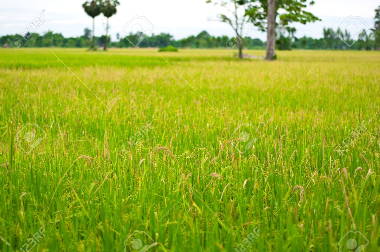 தமிழிற் கற்போம்: ஐவகை நிலங்கள்