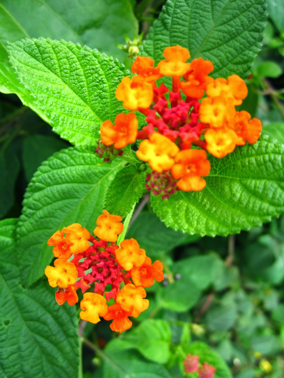 Sudaraka සුදාරක: Ganda-Pana/Rata Hinguru Flower