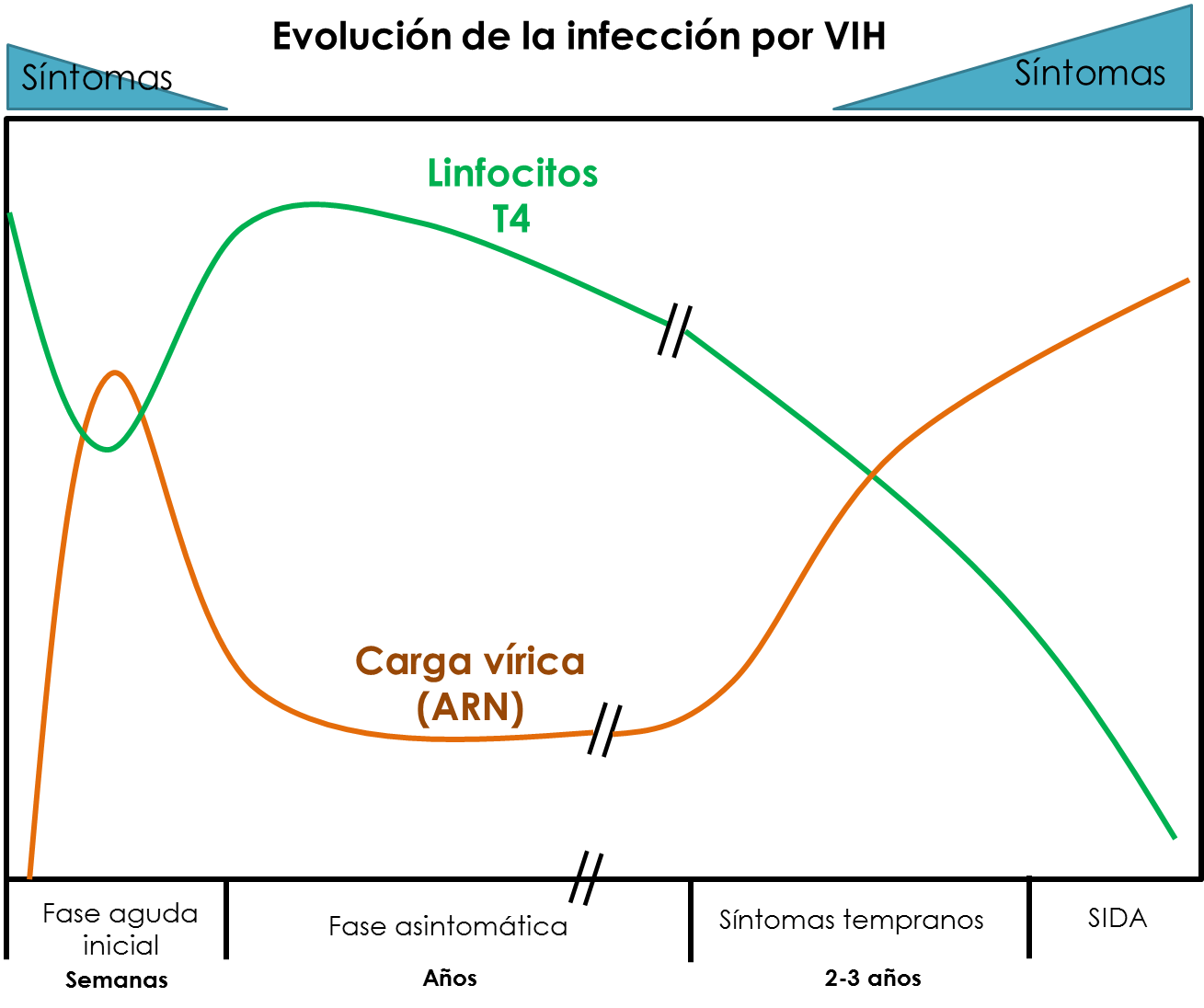 Inmunoblog: Evolución de la infección por VIH