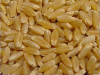 GANDUM: JENIS TANAMAN GANDUM