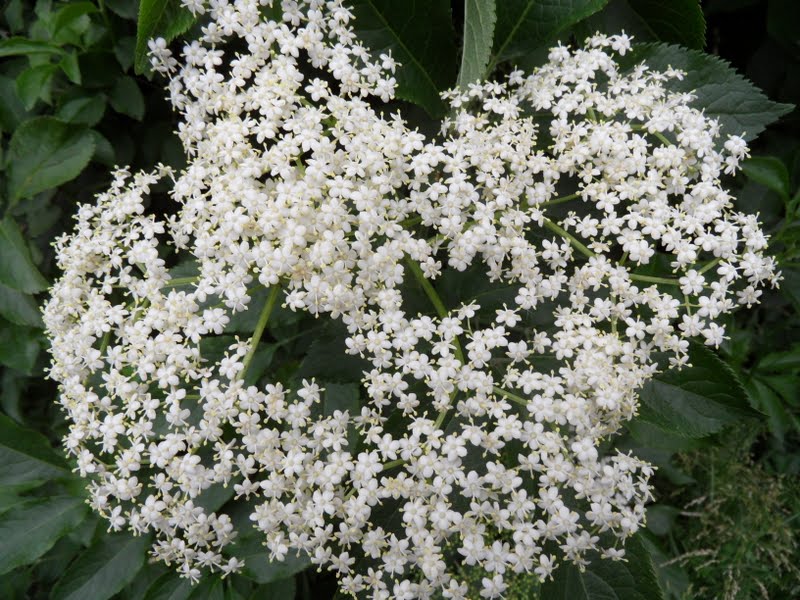 De Moeite Waard: Vlierbloesem