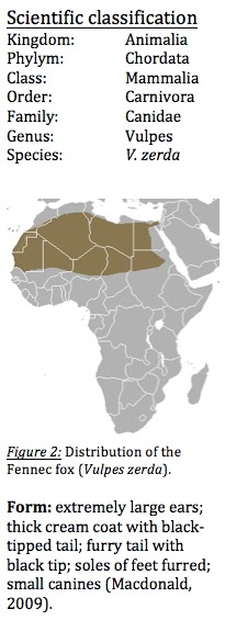 Vulpes. The Evolution of Foxes: Vulpes zerda the Fennec Fox