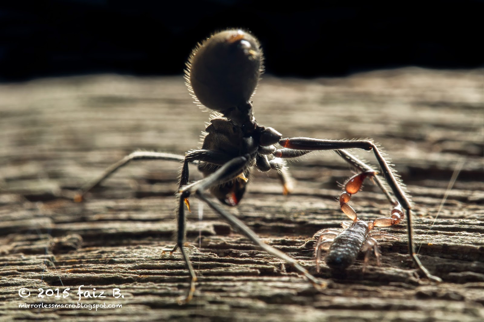 Mirrorless Macro Photography: Backlighting Macro - All you need to know.