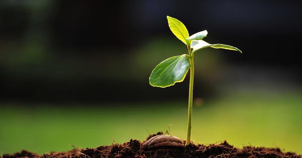Parable of the Day: Planting Good and Bad Seeds - The Catalog of Good Deeds