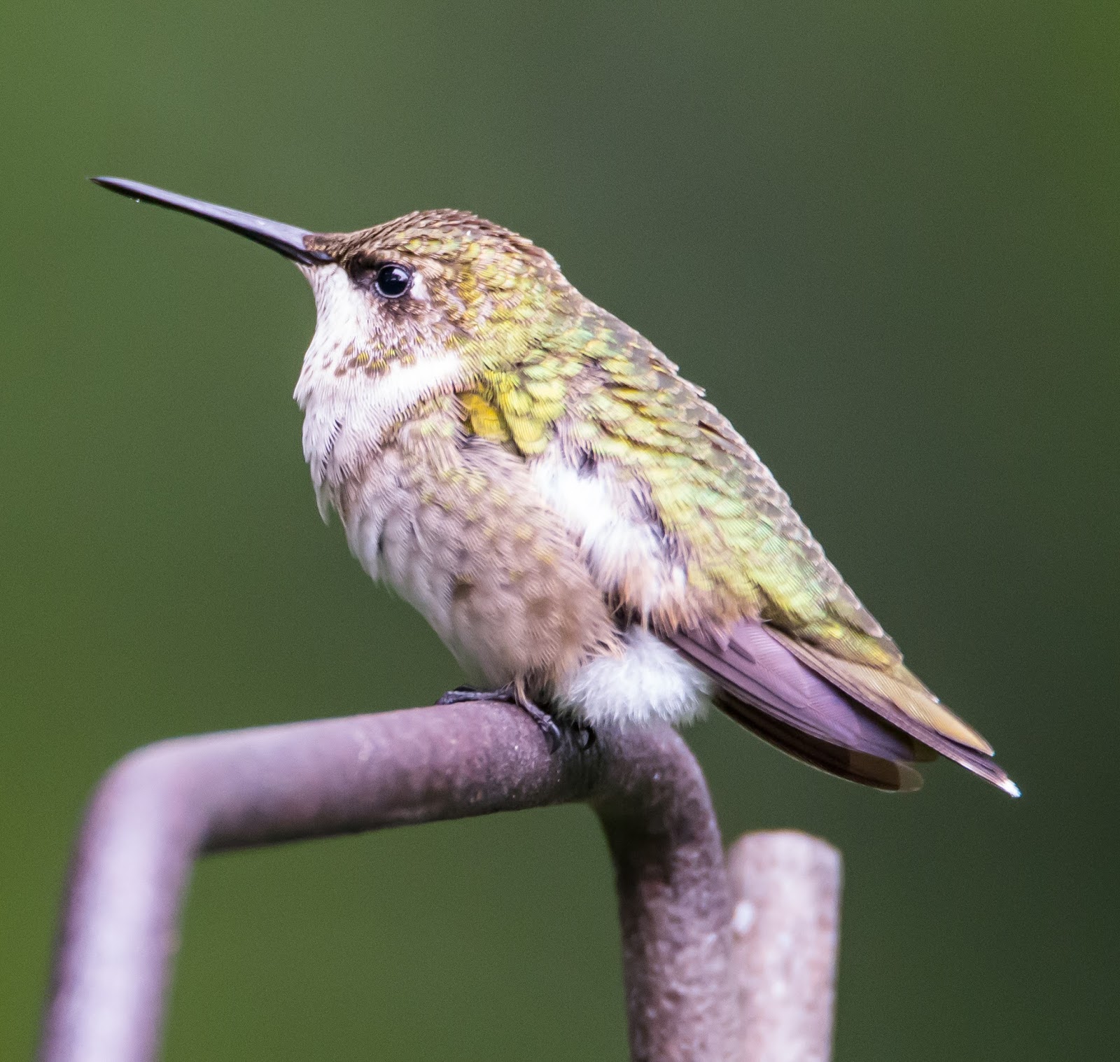 Birds of Raymondale, Falls Church, VA: Ruby-throated Hummingbird: Fall ...