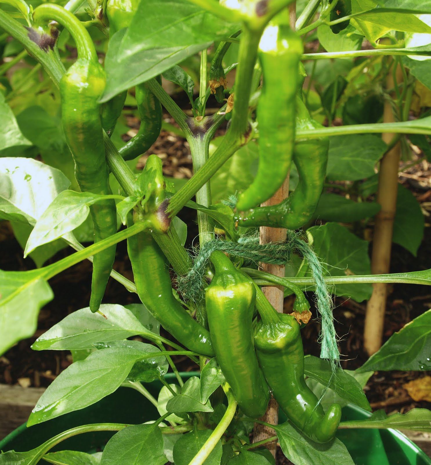 Mark's Veg Plot: Chilli update