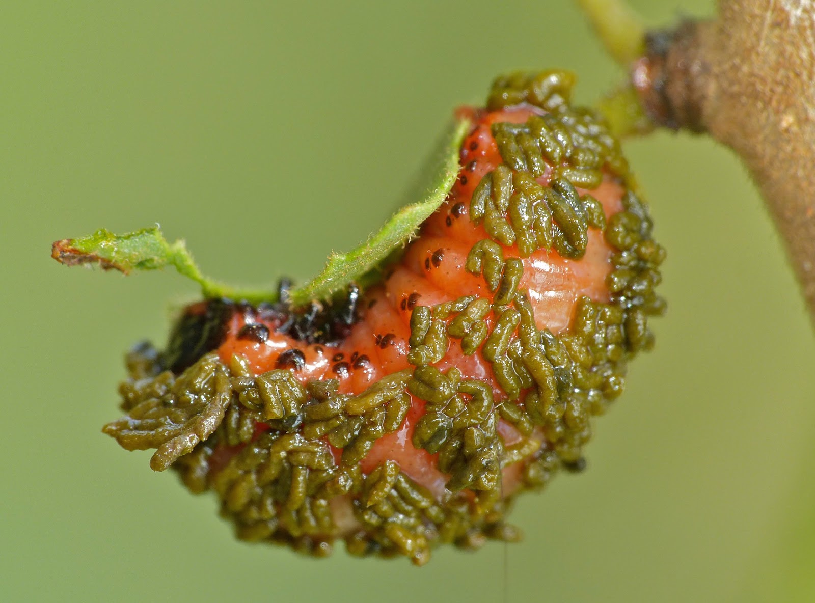 TYWKIWDBI ("Tai-Wiki-Widbee"): Poison for the arrows of bushmen