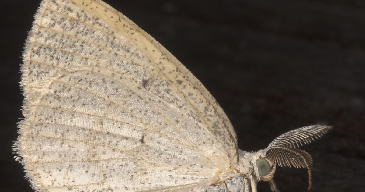 August Moths at Sevenoaks | Naturally