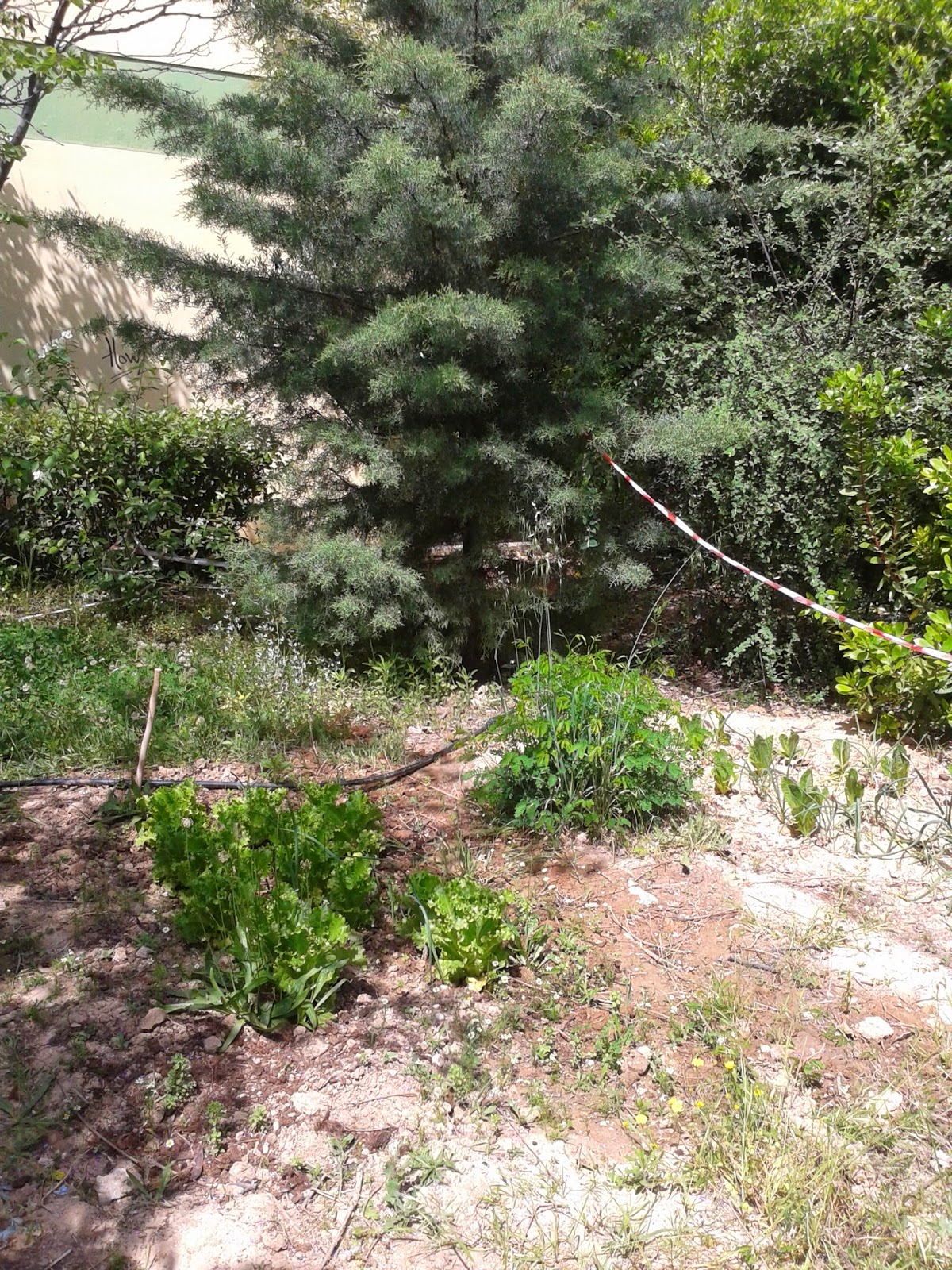 ΣΧΟΛΙΚΟΙ ΛΑΧΑΝΟΚΗΠΟΙ : ΟΙ ΚΗΠΟΙ ΤΩΝ ΣΧΟΛΕΙΩΝ ΤΗΣ Δ/ΣΗΣ Β/ΘΜΙΑΣ ΕΚΠ/ΣΗΣ ...