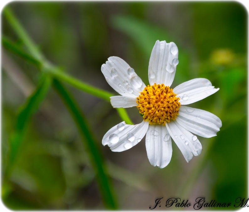 Fotocuates. . .: Un poco de hierba ...