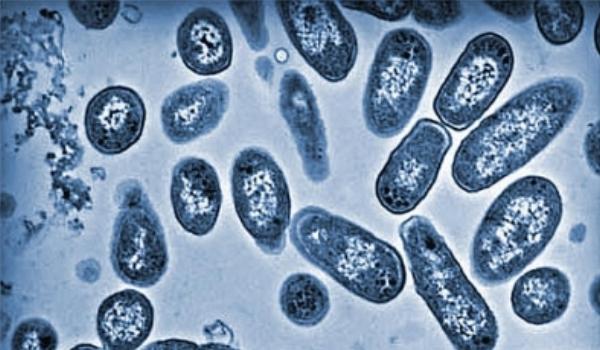 Biologia : Funcțiile fundamentale ale plantelor: funcția de nutriție