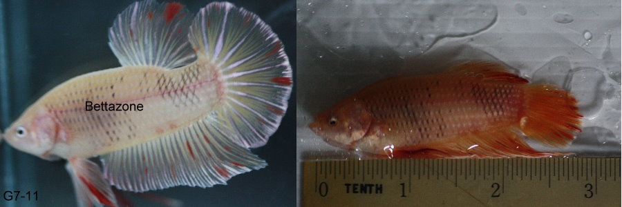 Bettazone: Betta of the week : Giant bettas