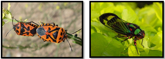 Los insectos: ¿Qué son los insectos?