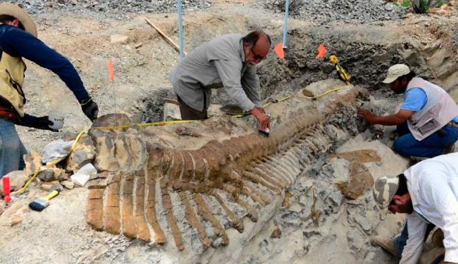Fosil Ekor Dinosaurus Berumur 72 Juta Tahun Ditemukan di Meksiko ~ Asyik Seru
