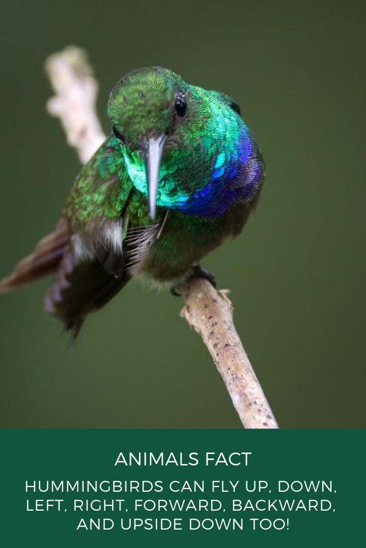 Hummingbirds can fly up, down, left, right, forward, backward, and ...