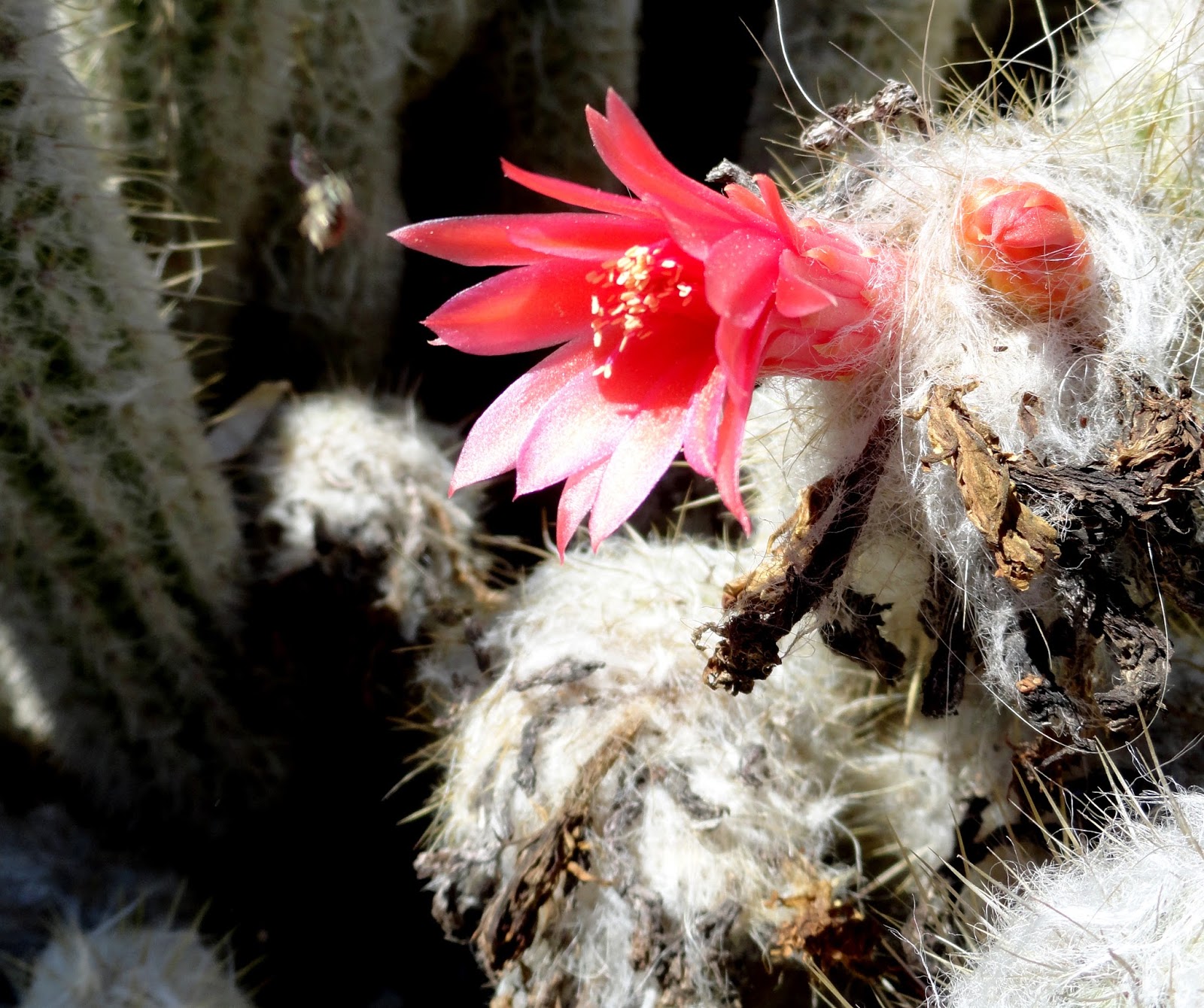 danger garden: Lotusland — Cactus!
