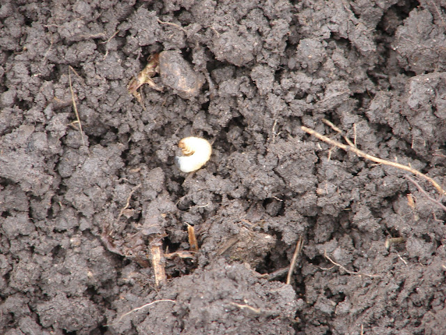 Our Life in Illinois: Insects