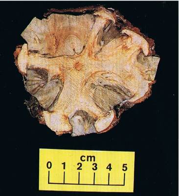 Mister Flower: Νέκρωση των Άκρων στα Κωνοφόρα ή Diplopia (ή Sphaeropsis)