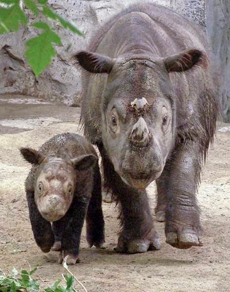 Explore Nusantara: Badak Sumatera, Badak yang Unik dan Langka dari Sumatera