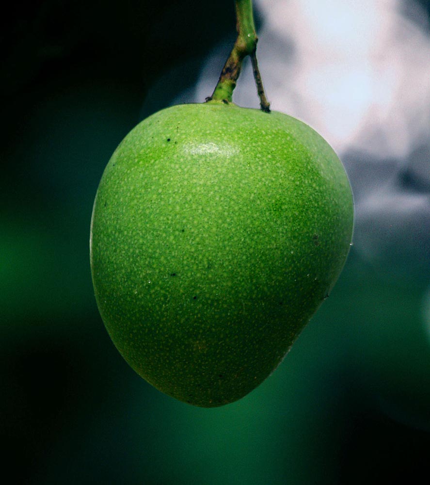 Krama khmer blog, le blog du Cambodge et de la culture khmère: Salade ...