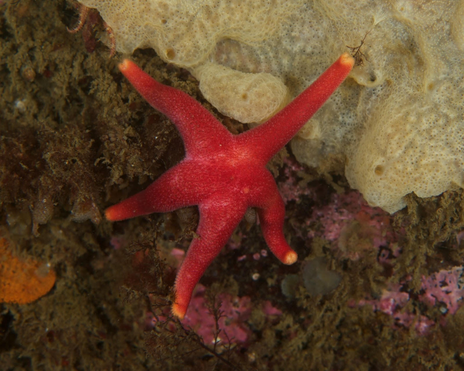 The Best of Underpressure Photography: Blood Sea Star on Orange Sheath ...