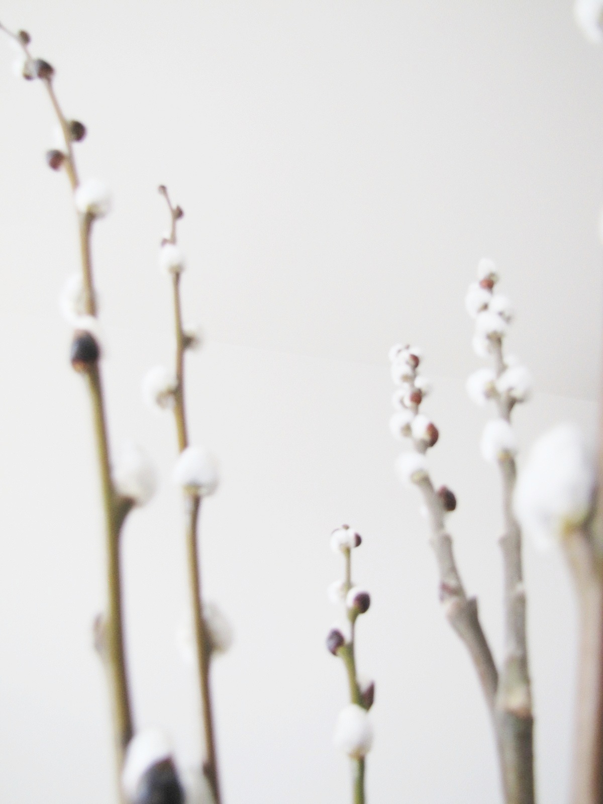 easy like sunday morning: cica mace..napokon!