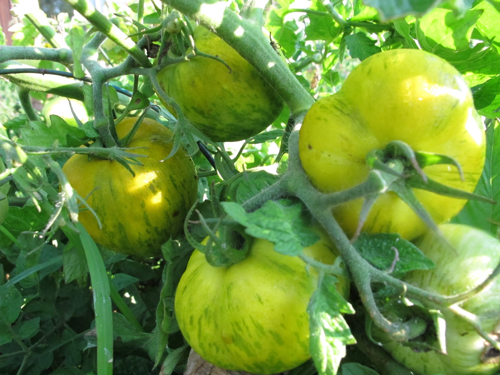 Katie's Kitchen Chronicles: Heritage Green Zebra Tomato and Yellow ...