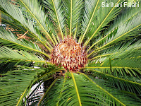 Hati Berdetik dan Berbisik: Cycas Yang Beracun