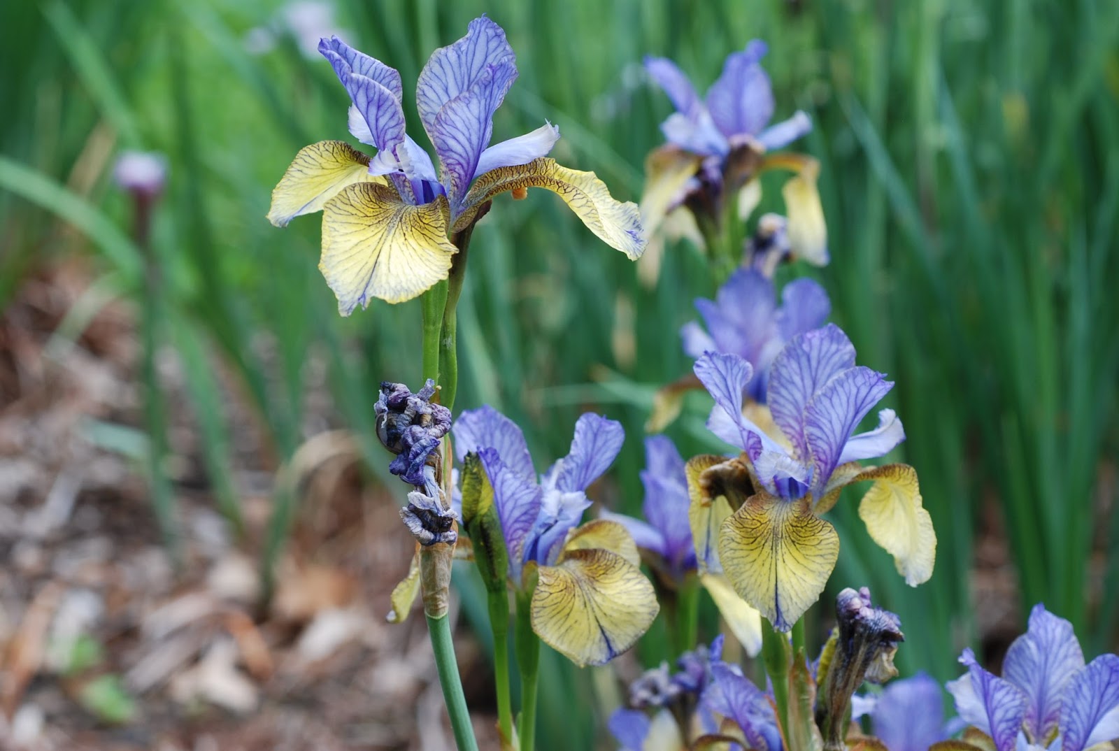 Lifestyle Garden: Thriving Siberian Iris