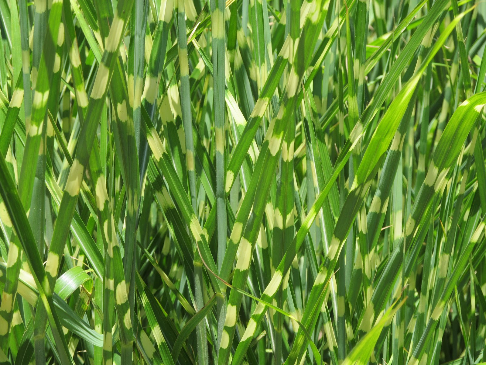 A.Lovely: Whatcha been doing?!