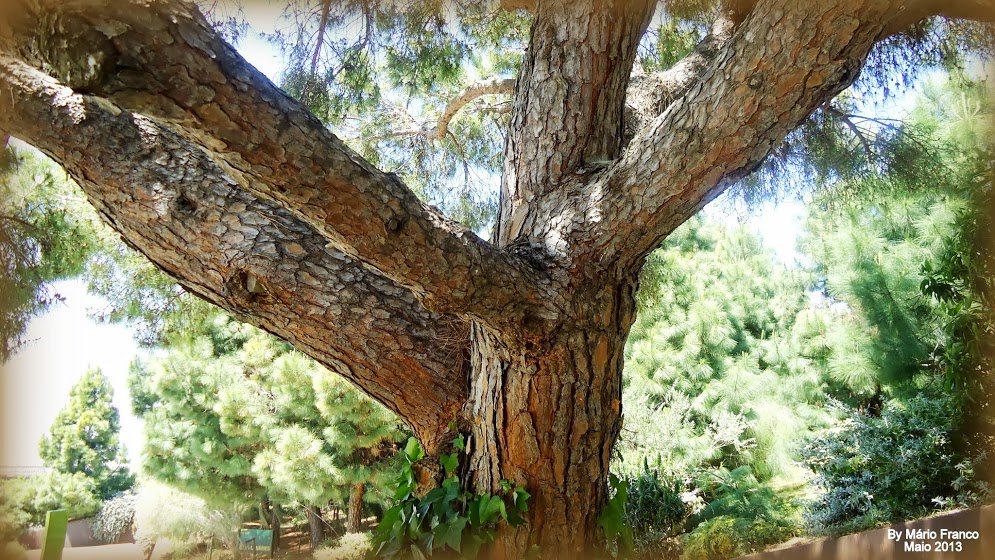 Meu Cantinho Verde: PINHEIRO-MANSO, PINHEIRO-GUARDA-CHUVA - ( Pinus pinea )