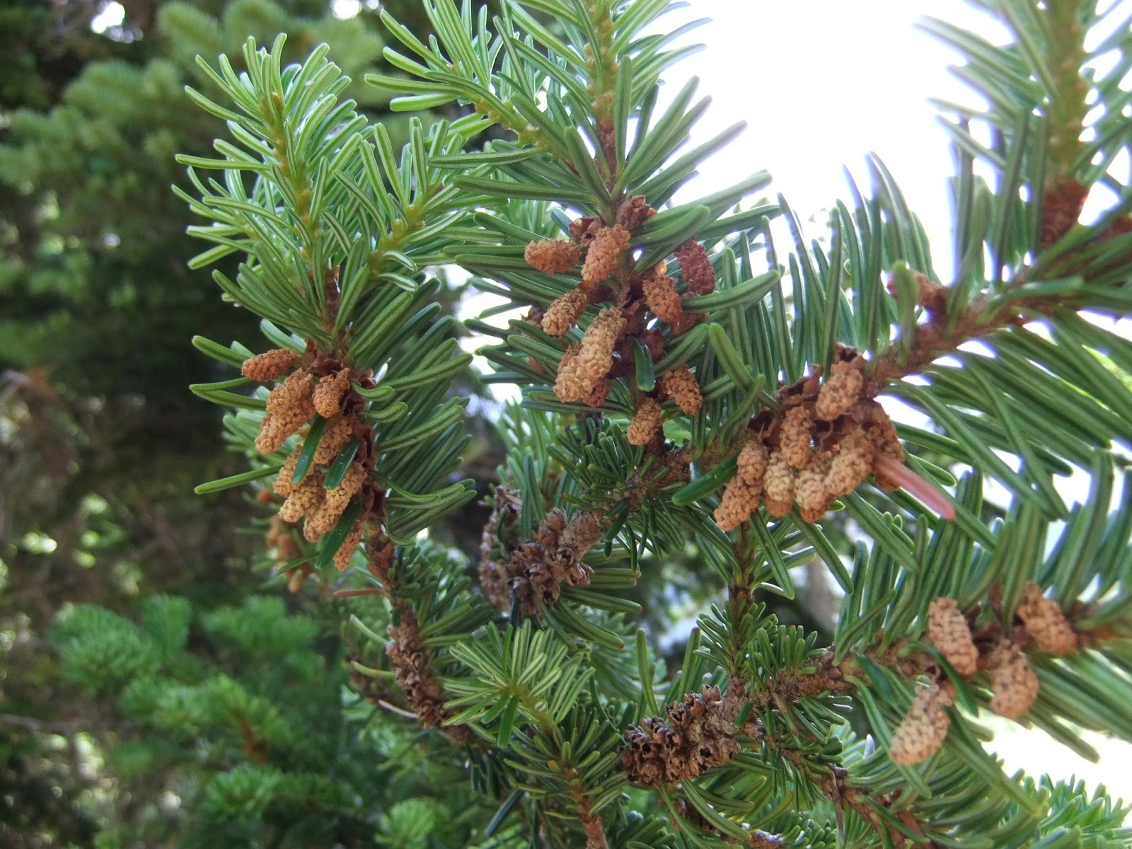 Abies «abeto» - Id Plantae