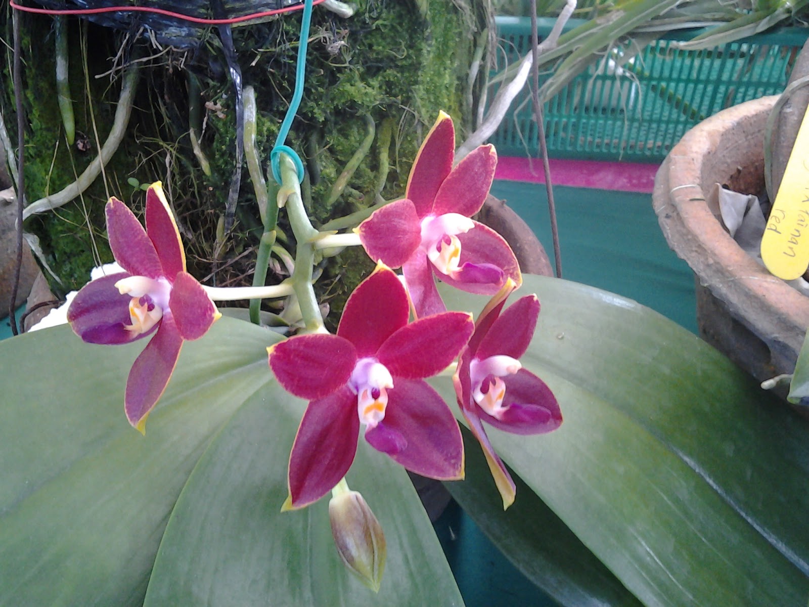 .:MY SMALL GARDEN:.: Pameran orkid dan jualan pokok