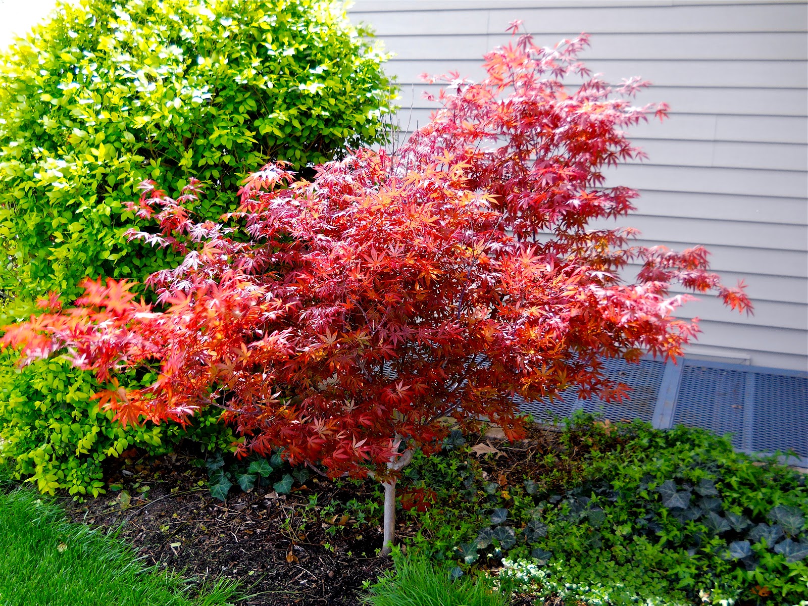 A Kansas Prairie Garden: A Spring Surprise