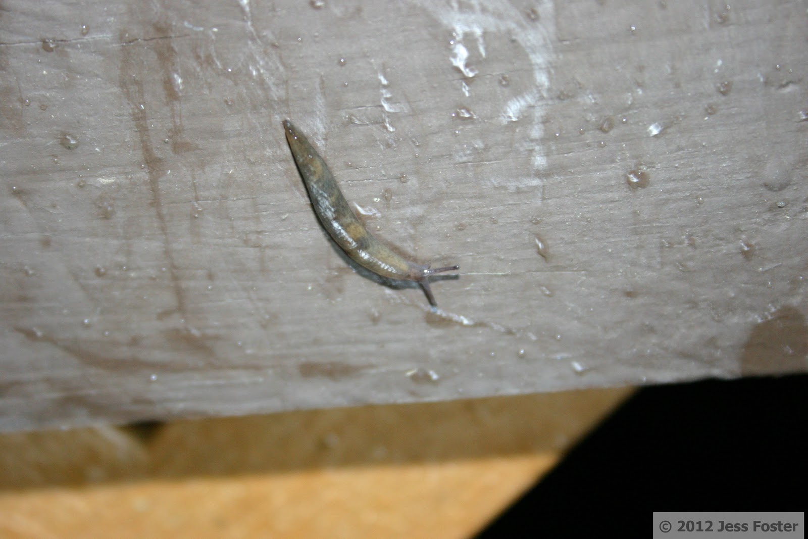 Sluggin' Along: Marsh Slugs Love the Rain
