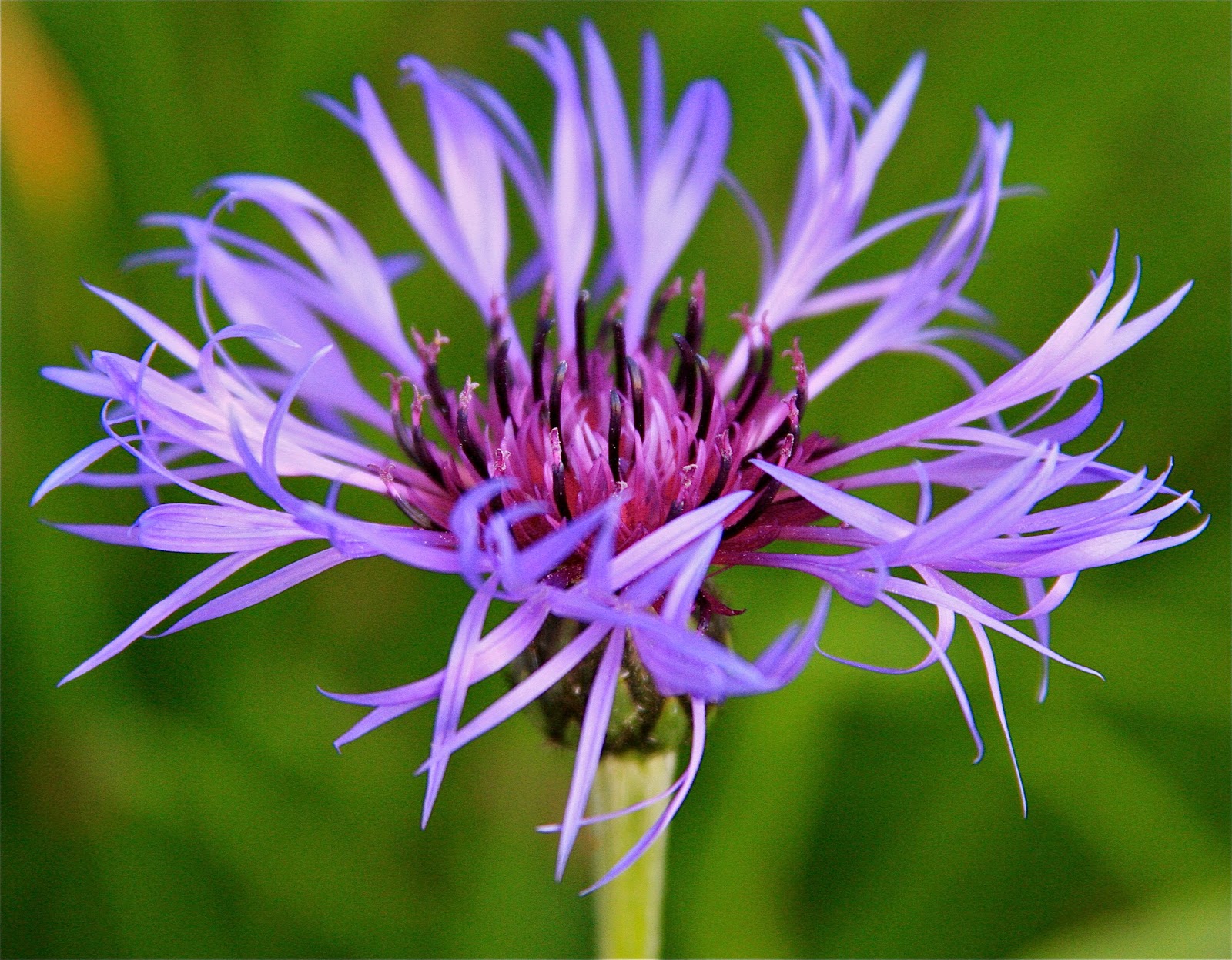 Gale's Photo and Birding Blog: Cornflower