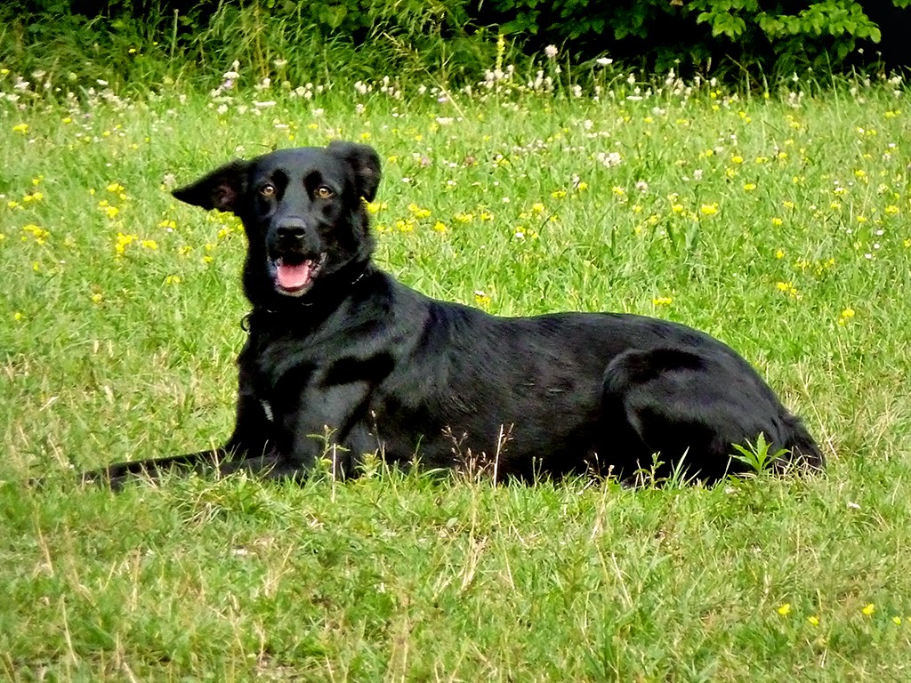 dog side stories: Perro De Pastor Mallorquin - Majorca Shepherd ...