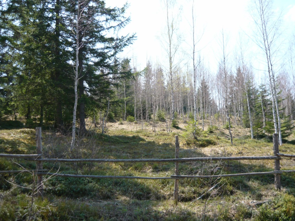 Teren de vanzare Bucovina: Teren Saru Dornei Sarisor Zona Bucovina ...