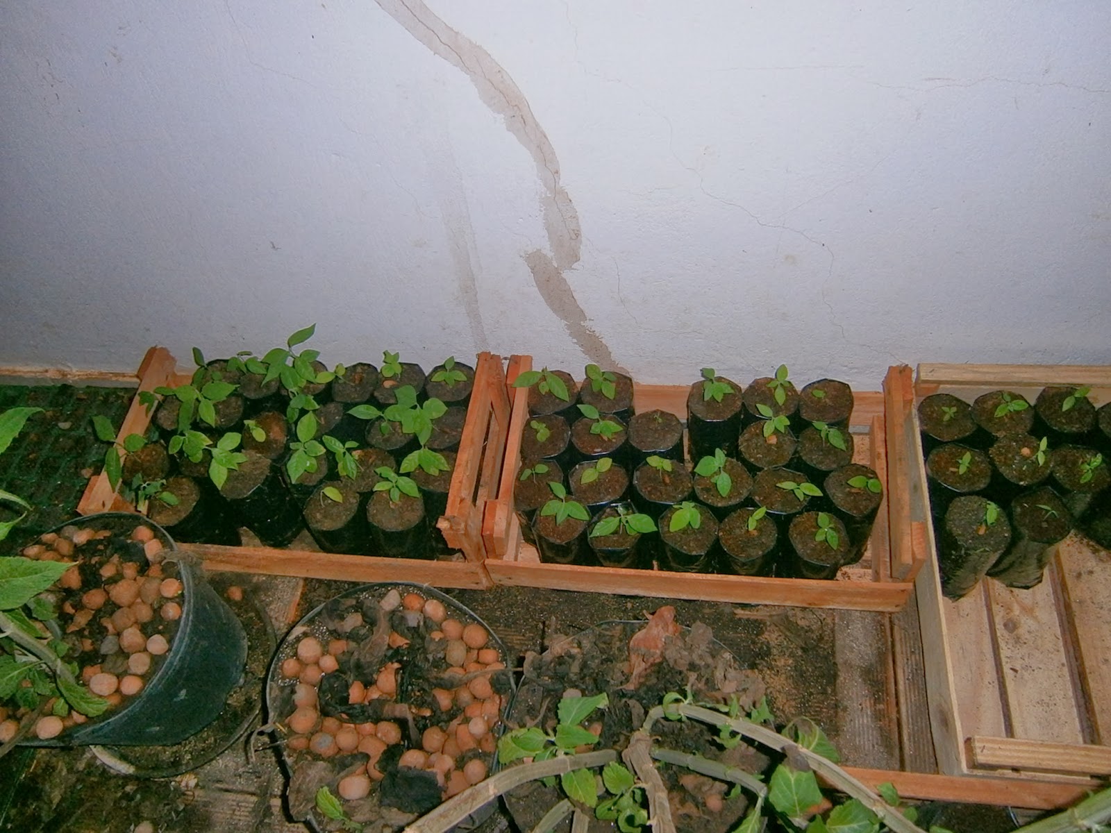 Zelando pela Chacrona e pelo Jagube: Novas mudas de Jagube a partir de ...