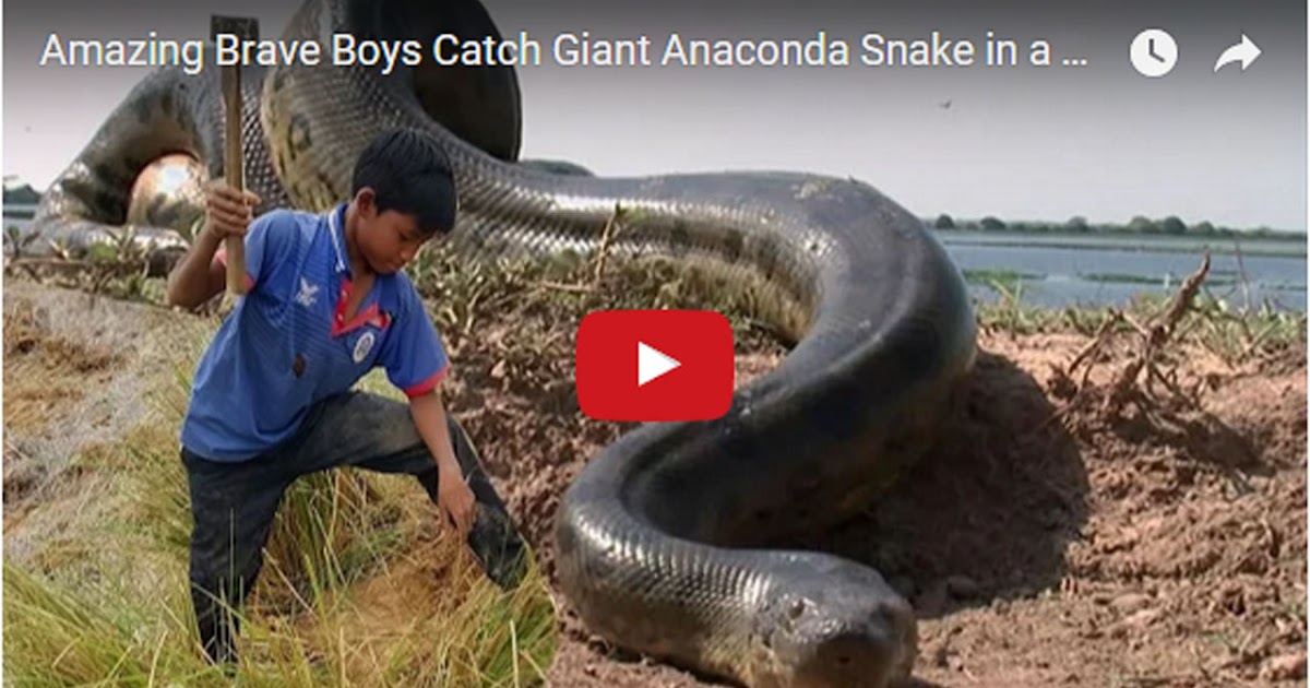 Amazing anacoda snake was killed by boy ~ ANIMALS NEWS